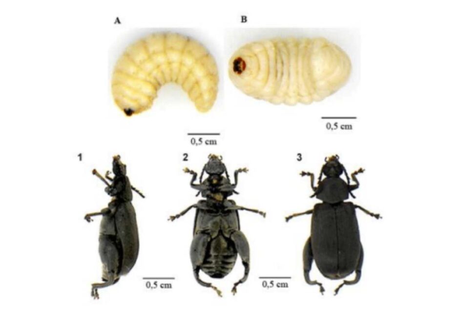 Porque os militares brasileiros comem larvas de besouro: tradição dá ...