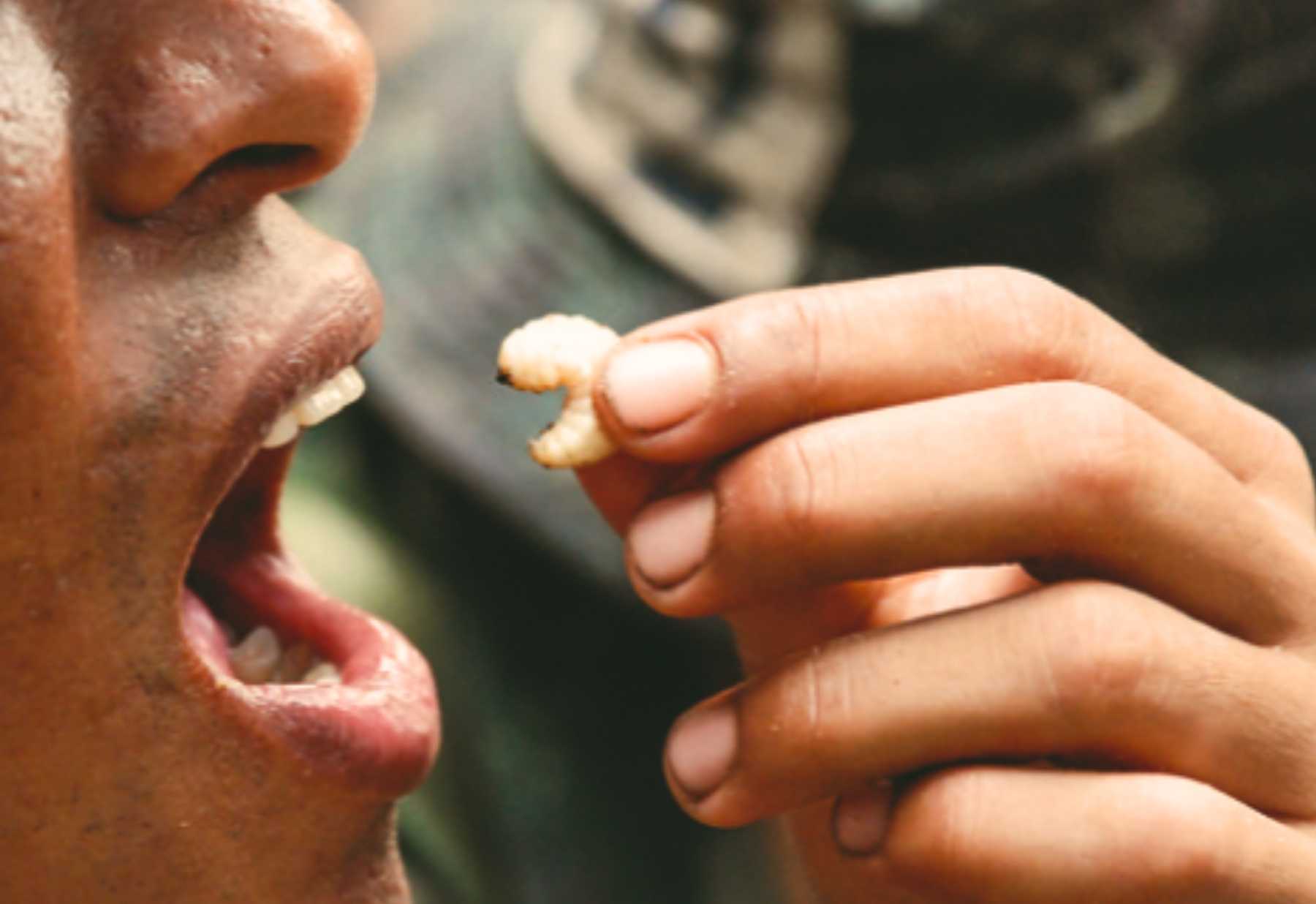 Porque os militares brasileiros comem larvas de besouro: tradição dá ...